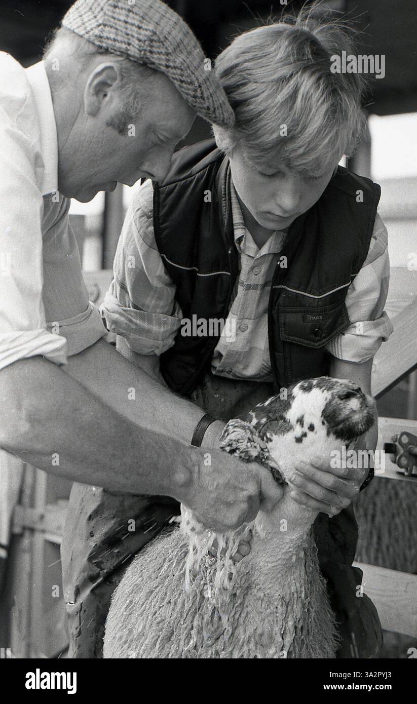 1980, farming, washing a sheep, farmer in flat cap, with a boy helping ...
