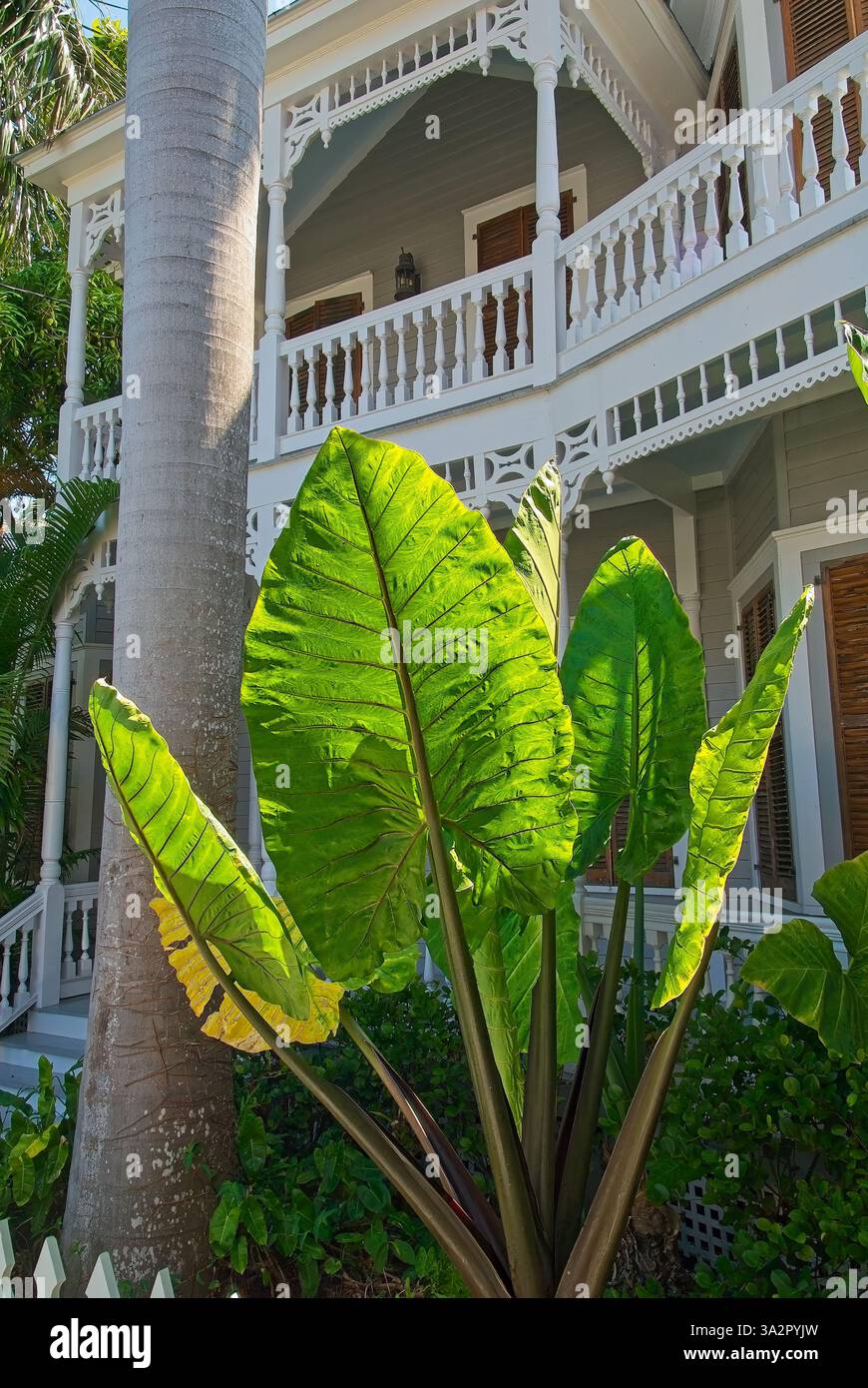 Back lit giant taro in front of traditional conch house with two ...