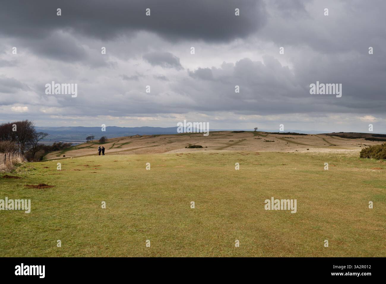 Cleeve Common, on Cleeve Hill, Cheltenham, Gloucestershire, England. 13 ...