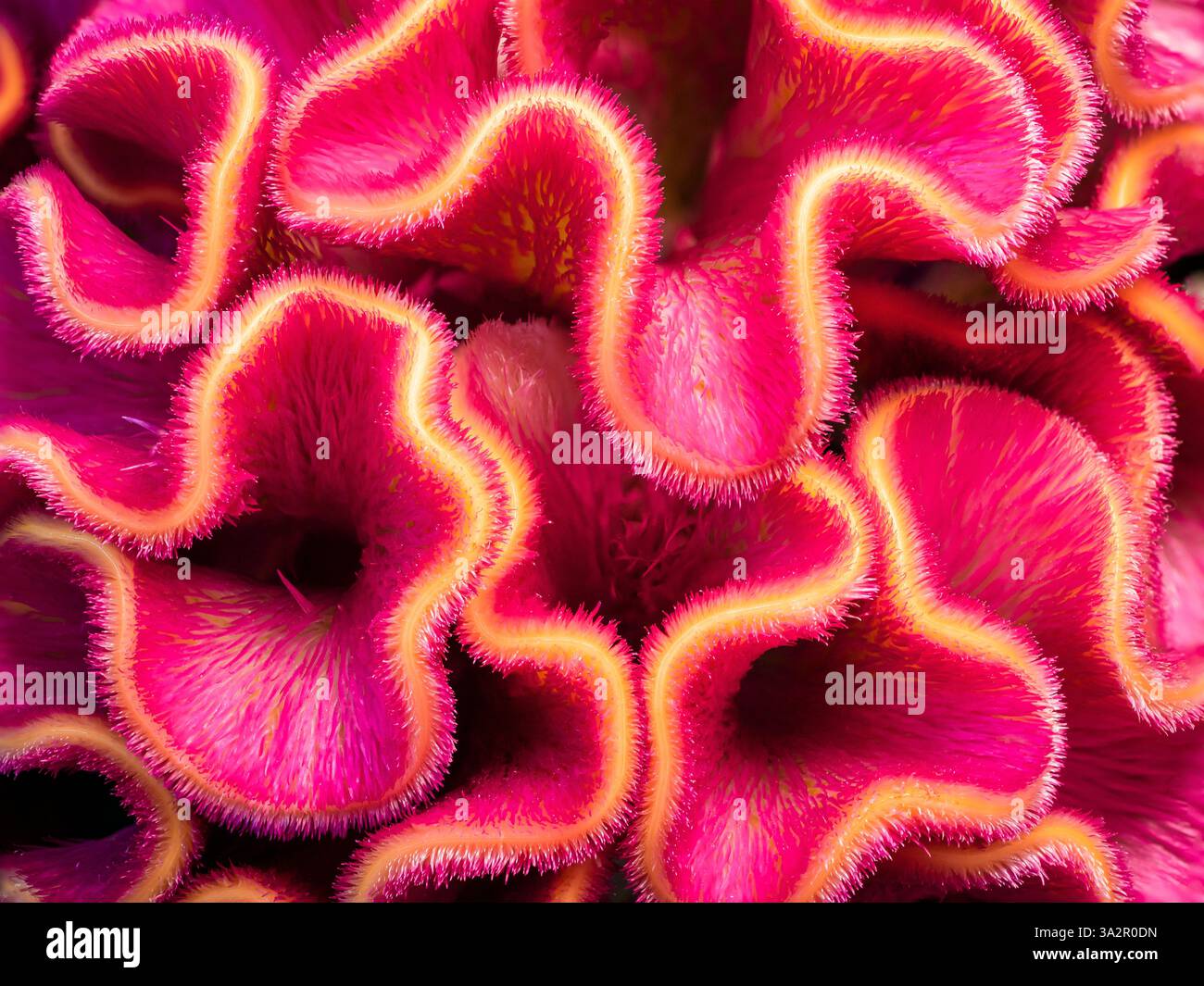 A vibrant pink and yellow cockscomb flower in macro view, showcasing ...