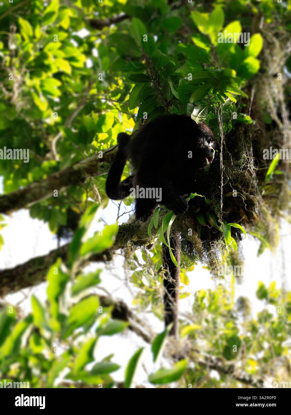 Howler monkey in the forest of Tikal, Guatemala Stock Photo - Alamy