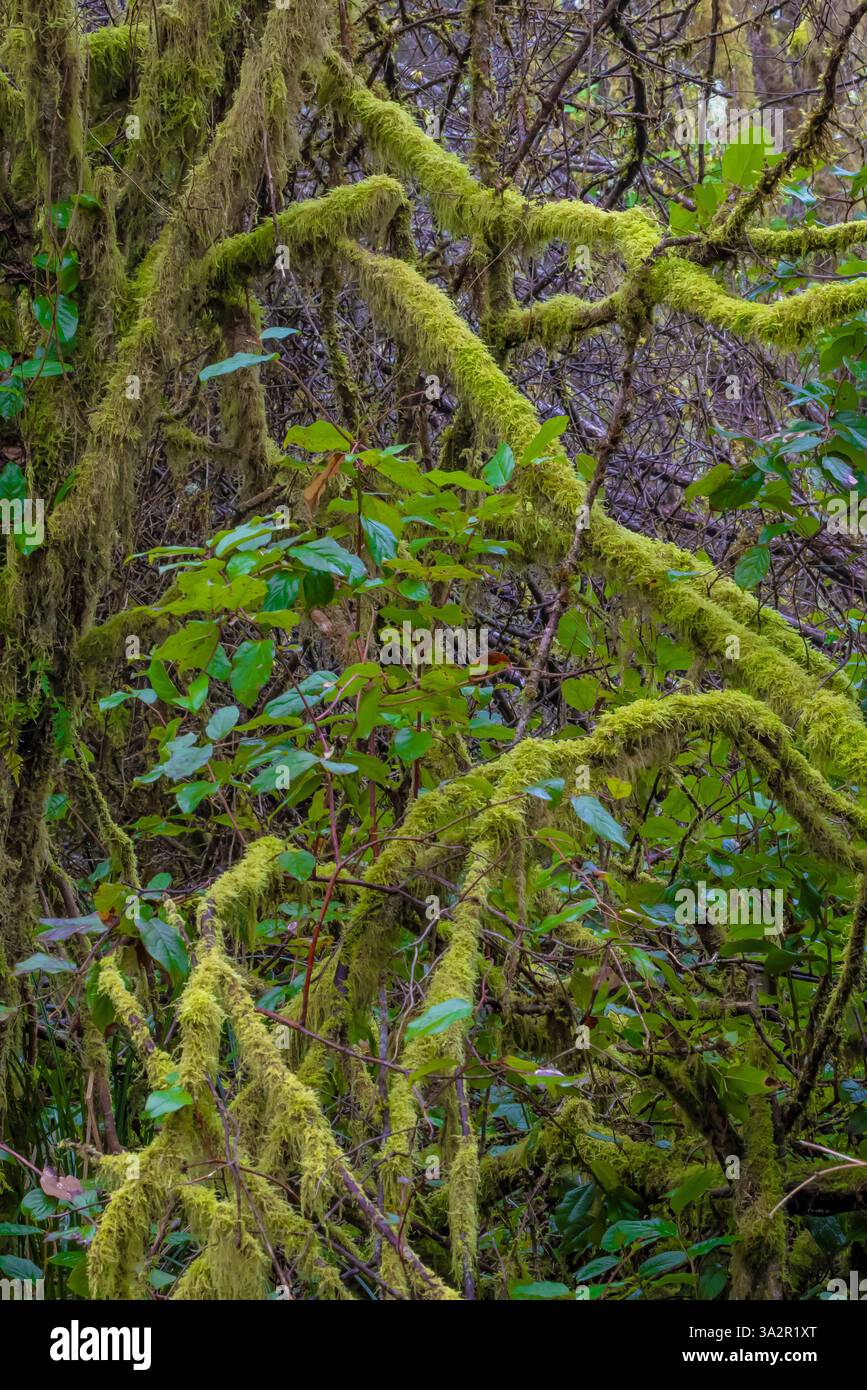Moss-covered trees in the forest of Ocean City State Park, Washington ...