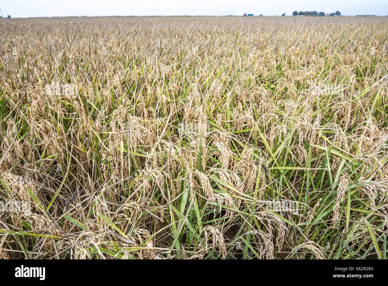 Ripe rice field hi-res stock photography and images - Alamy