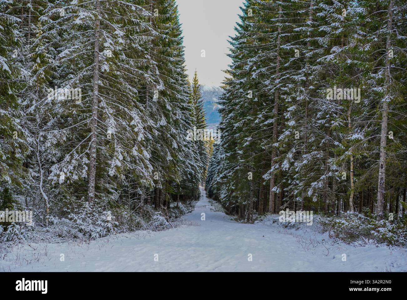 The Norwegian Forest Averøy, Norway. Hiking through the woods to the ...