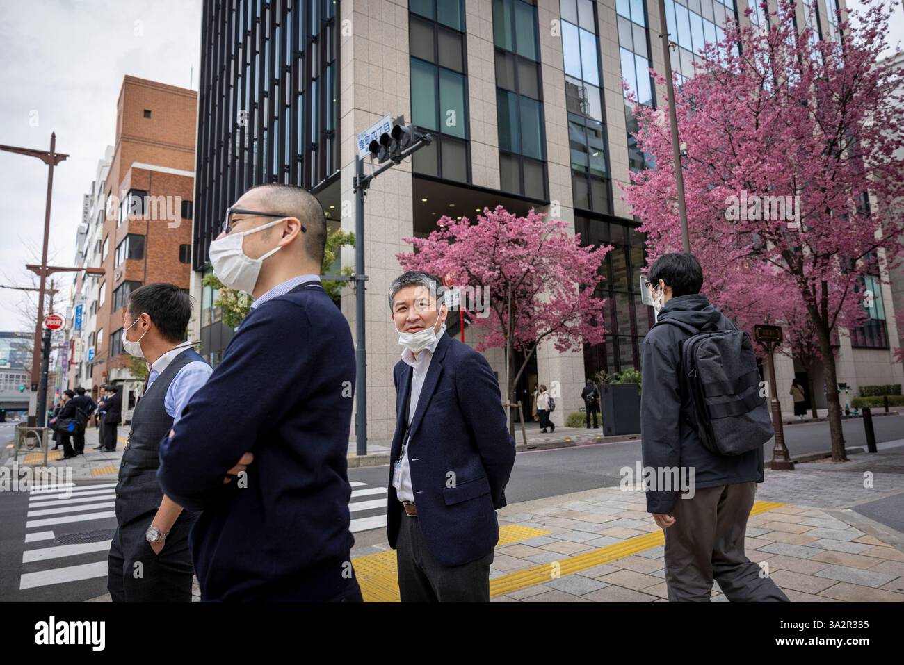 Businessmen are waiting at a crossroad next to blooming Kawazu Zakura ...