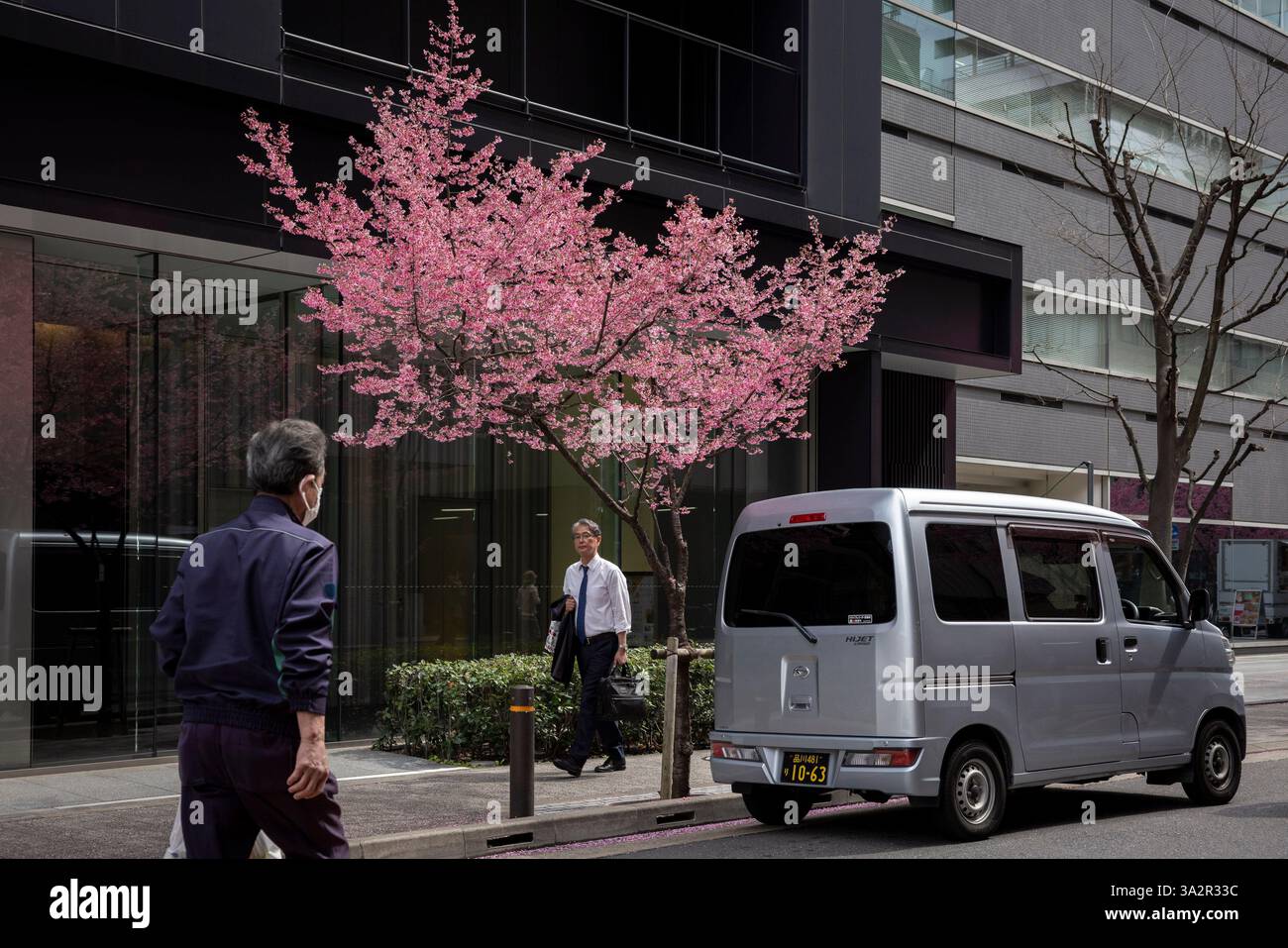 People walk past the blooming Kawazu Zakura tree in Tokyo. Early ...
