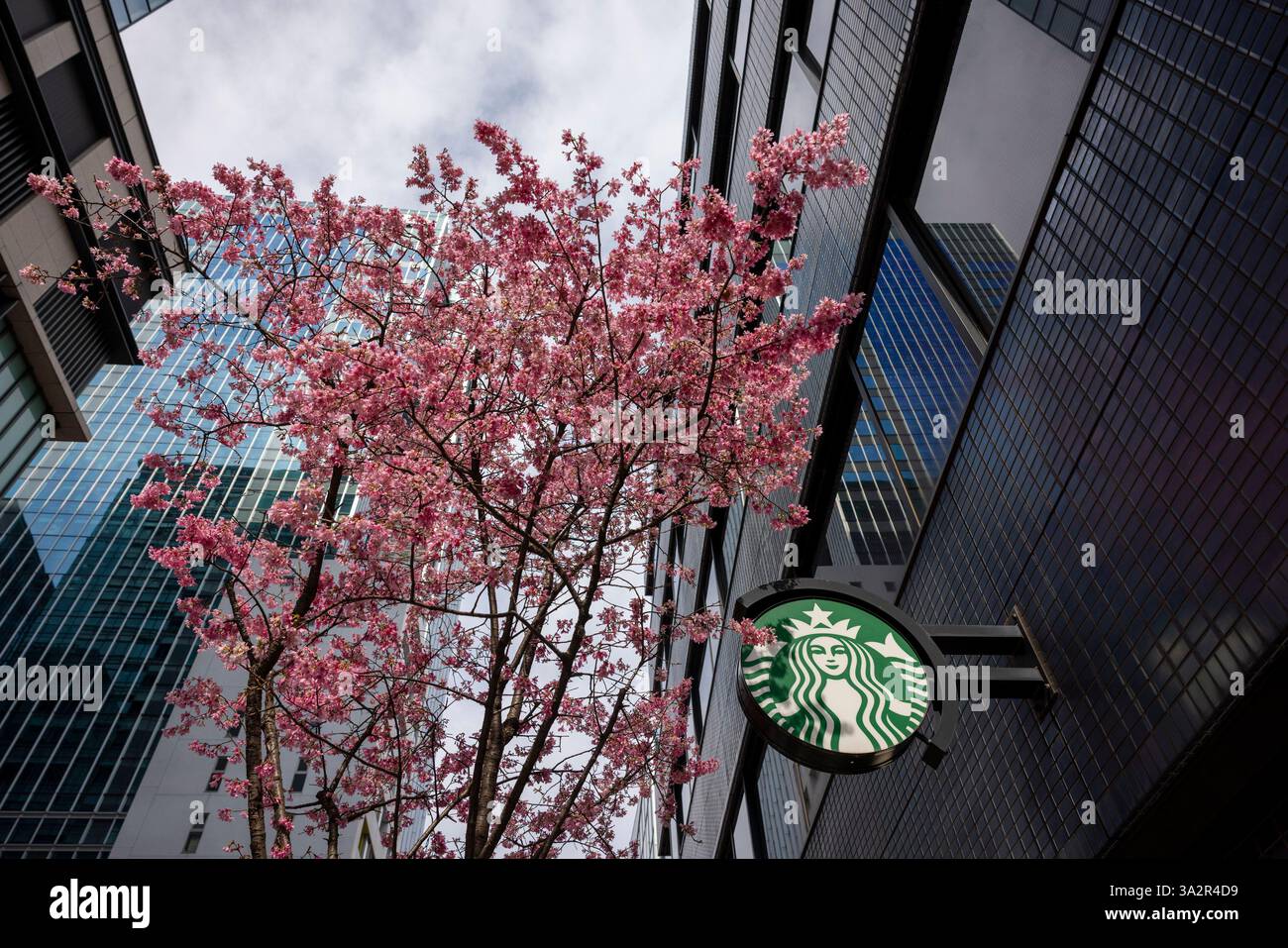 March 13, 2025, Tokyo, Japan: Blooming Kawazu Zakura in front of a ...