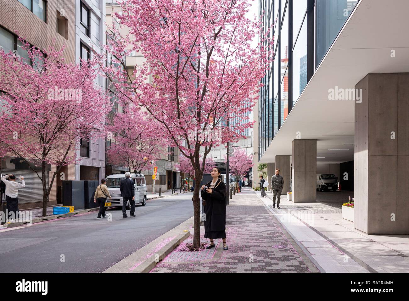 March 13, 2025, Tokyo, Japan: A woman looks at a blooming Kawazu Zakura ...