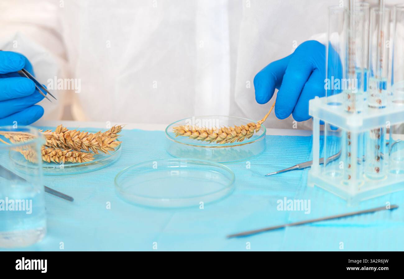 laboratory testing of wheat ears. Selective focus. nature Stock Photo ...