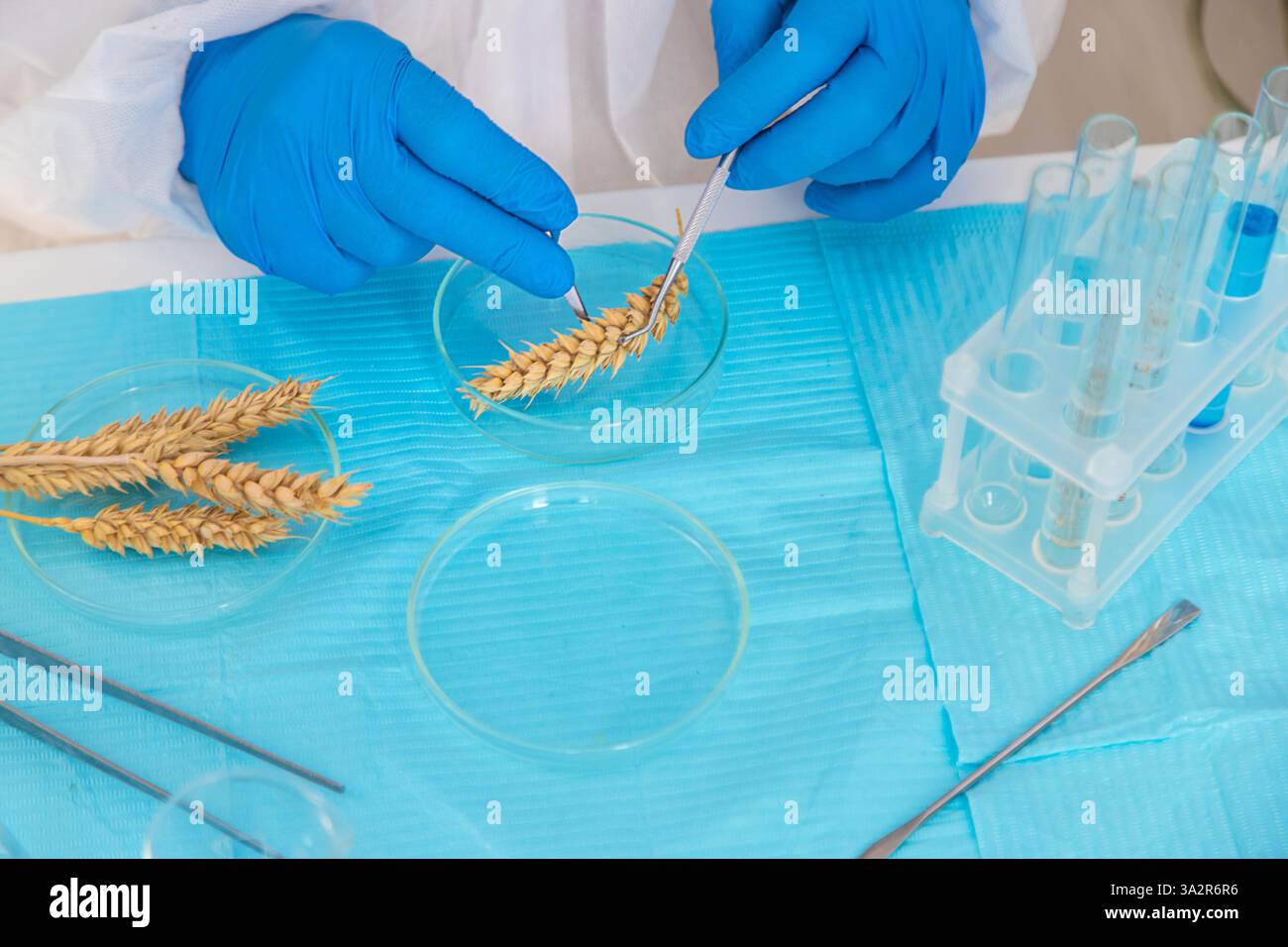 laboratory testing of wheat ears. Selective focus. nature Stock Photo ...