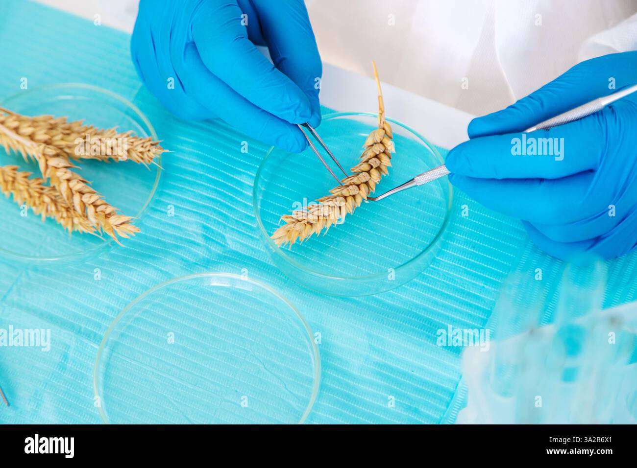 laboratory testing of wheat ears. Selective focus. nature Stock Photo ...