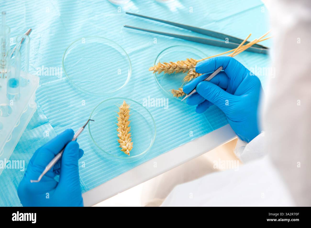 laboratory testing of wheat ears. Selective focus. nature Stock Photo ...