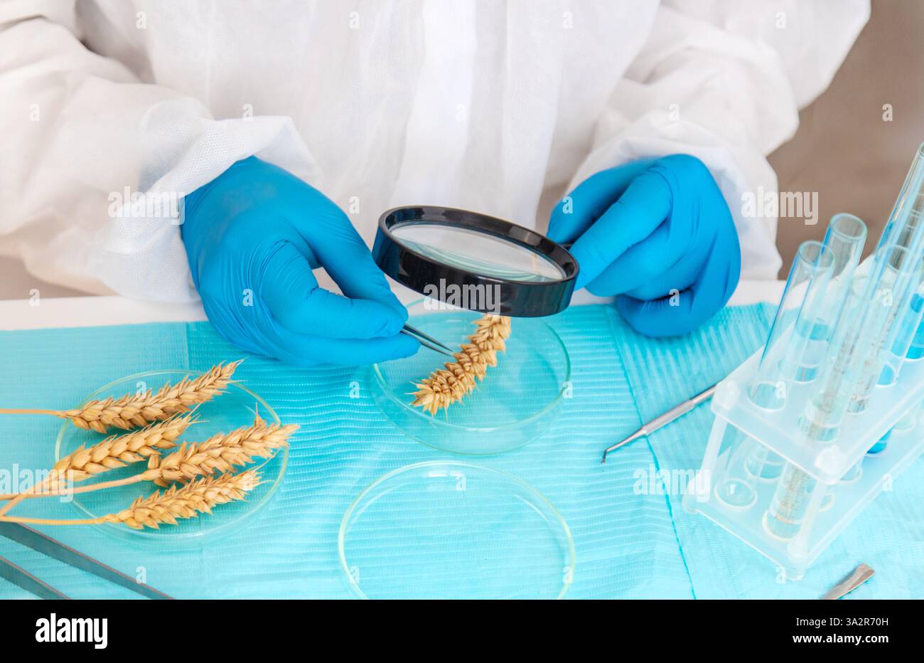 laboratory testing of wheat ears. Selective focus. nature Stock Photo ...