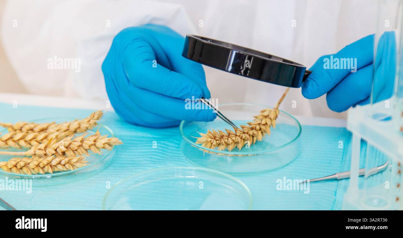 laboratory testing of wheat ears. Selective focus. nature Stock Photo ...