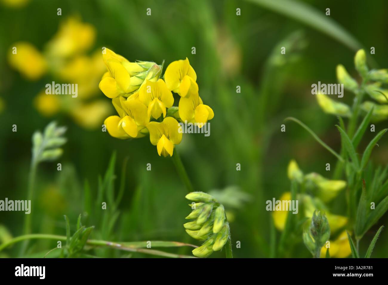 Bright yellow summer flowers of Lathyrus pratensis or meadow vetchling ...
