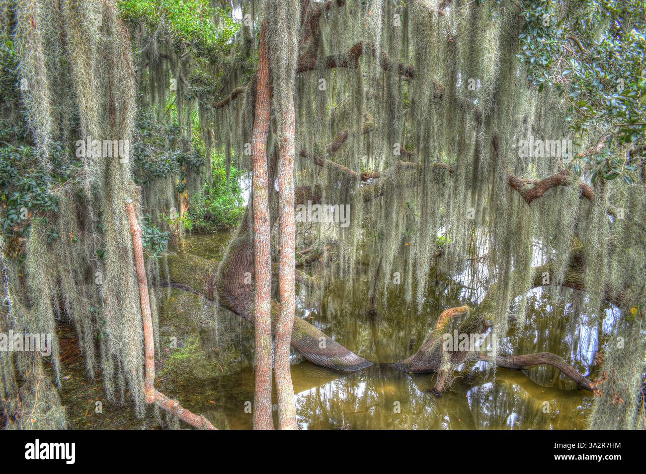 Hanging Moss from Cypress trees at Palm Island Park Boardwalk, Mount ...