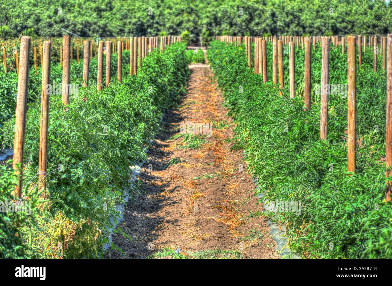 California Farmland Growing Fresh Produce. A Line of Fresh Plants ...