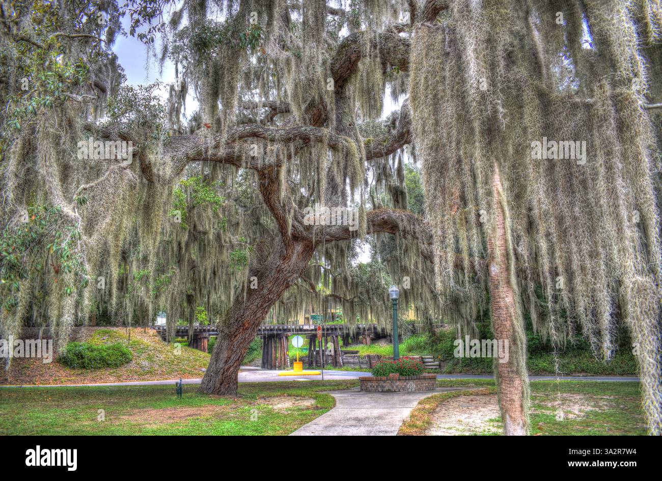 Mount Dora Florida Park, Spanish Moss Hanging From Live Oak Tree Stock ...
