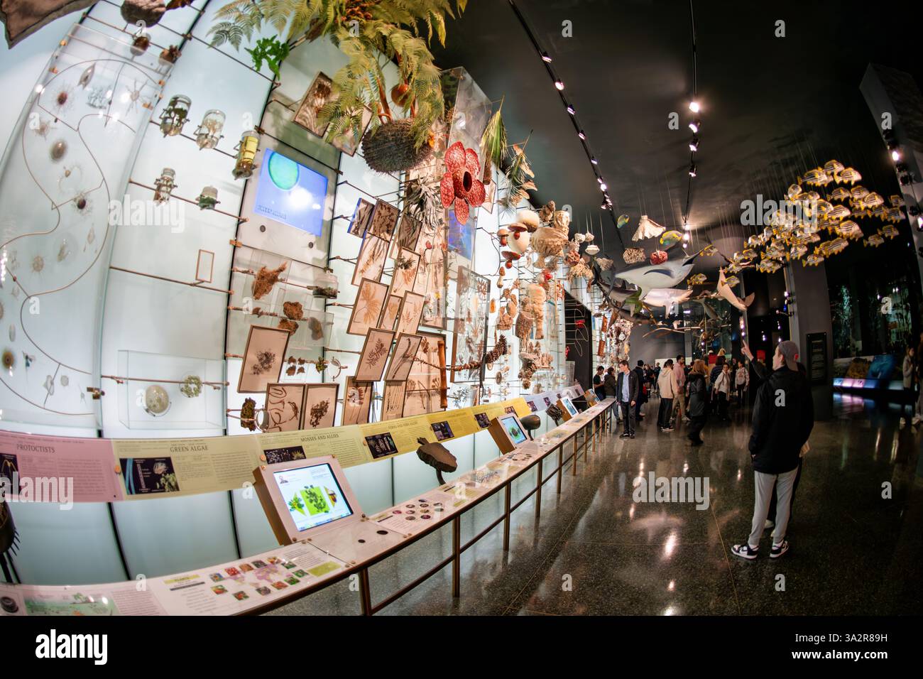 American Museum Of Natural History Biodiversity Exhibit New York City ...