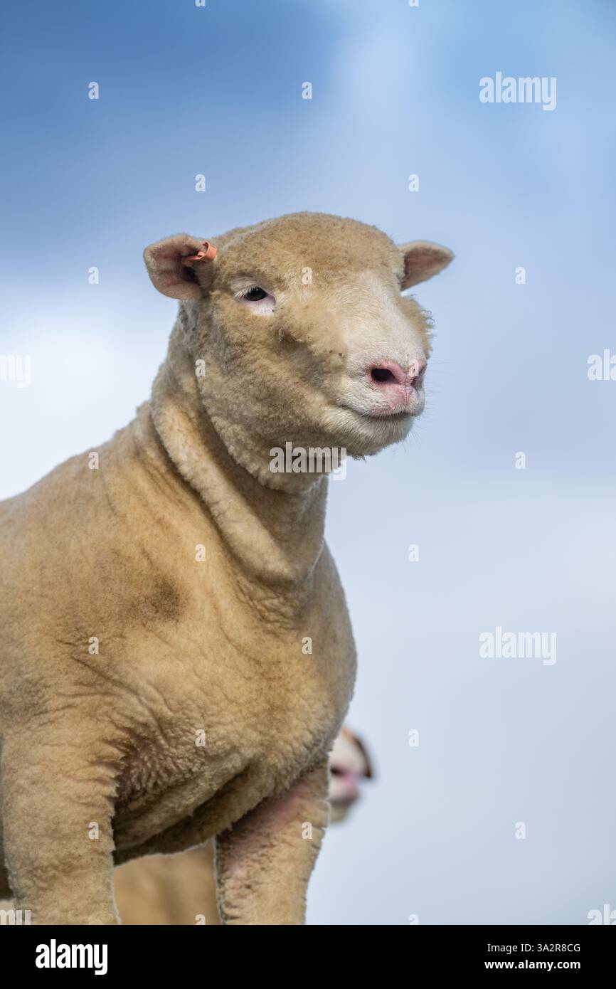 Poll Dorset ram lambs. Dorset sheep are an old English breed and can ...