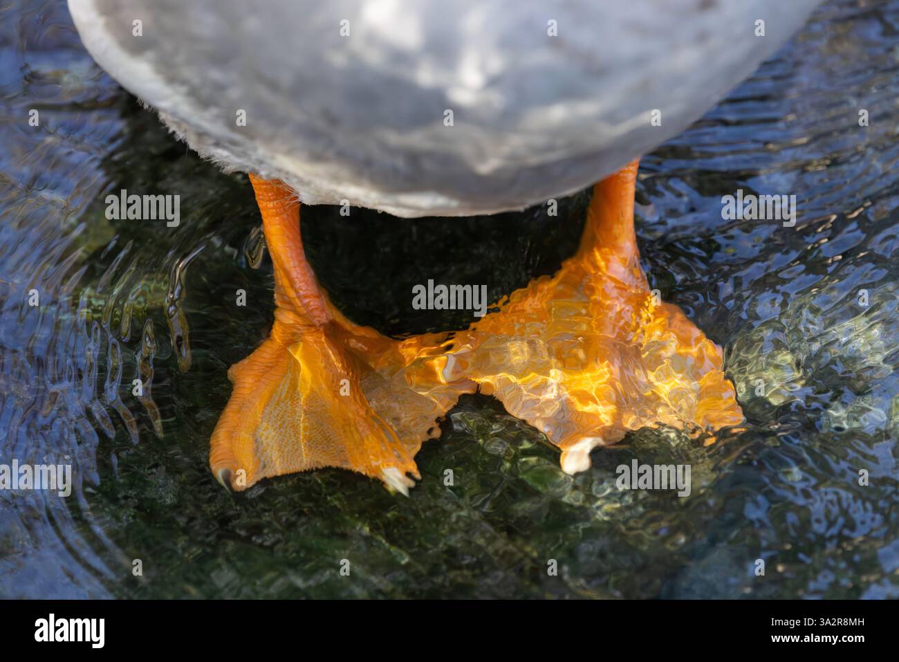 Close up of Goose Feet, bright orange and webbed, seen underwater ...
