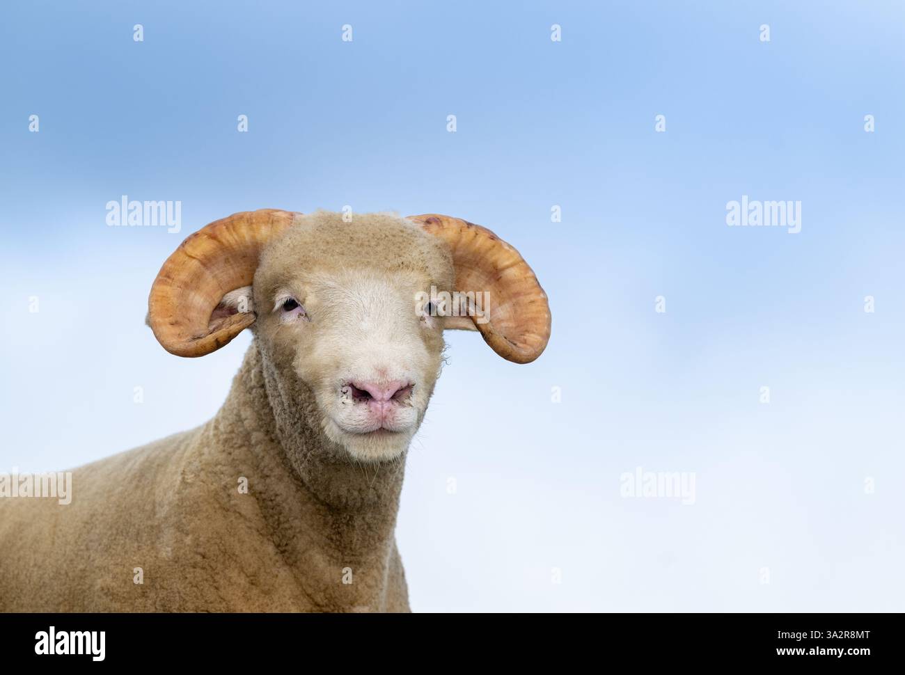 Dorset Horn ram. Dorsets are an old English breed noted for their ...