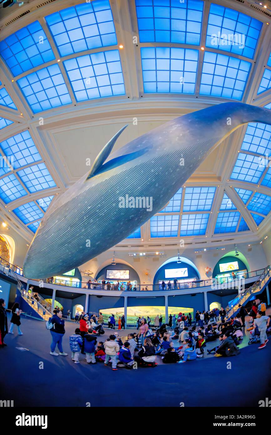 American Museum Of Natural History Blue Whale New York City // NEW YORK ...