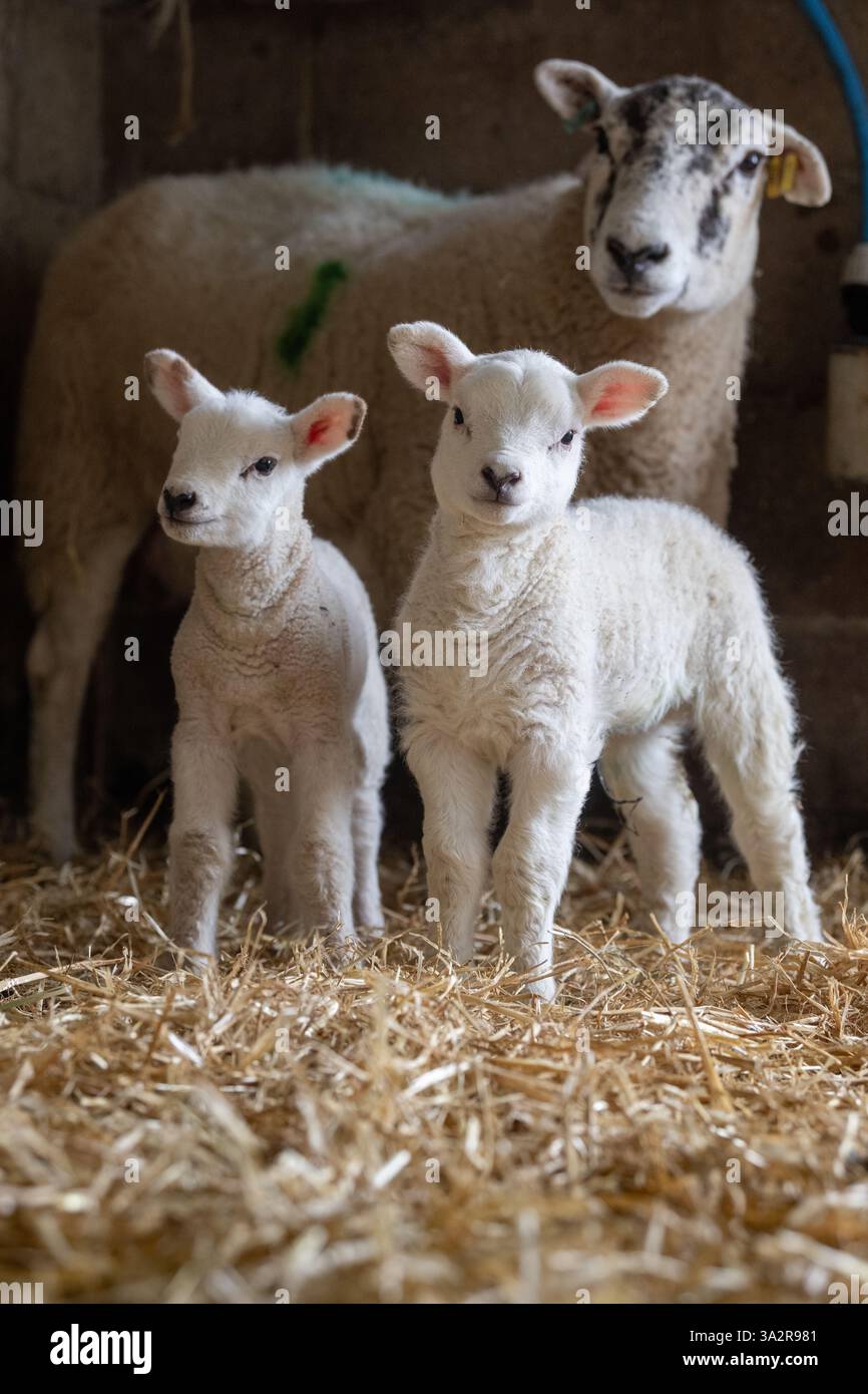 Cute white lambs in a farm shed at lambing time in spring. North ...
