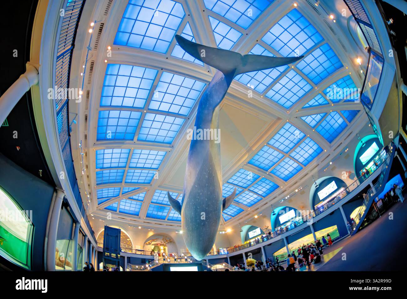 NEW YORK CITY, United States — The Milstein Hall of Ocean Life at the ...
