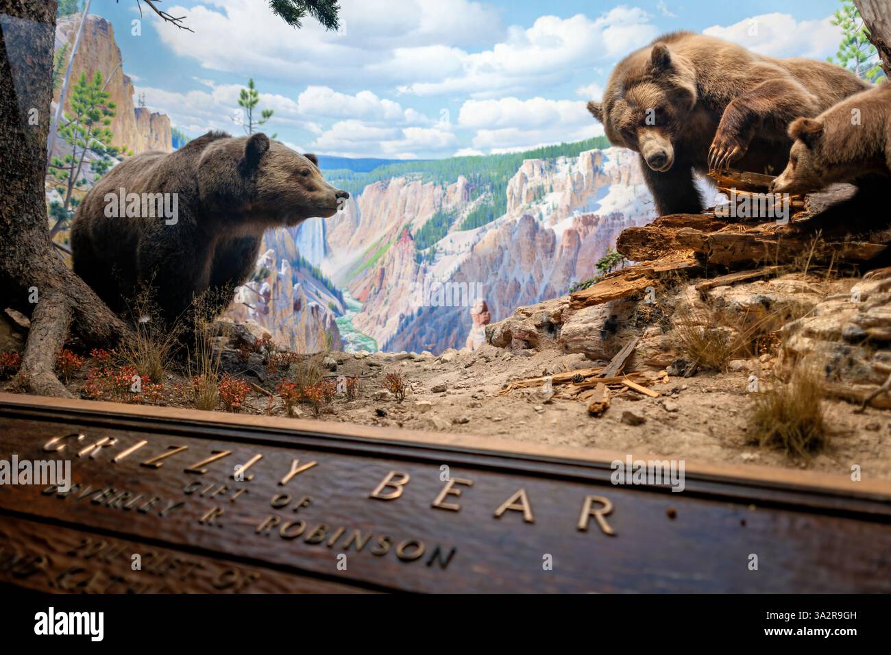 Mounted bear specimen hi-res stock photography and images - Alamy
