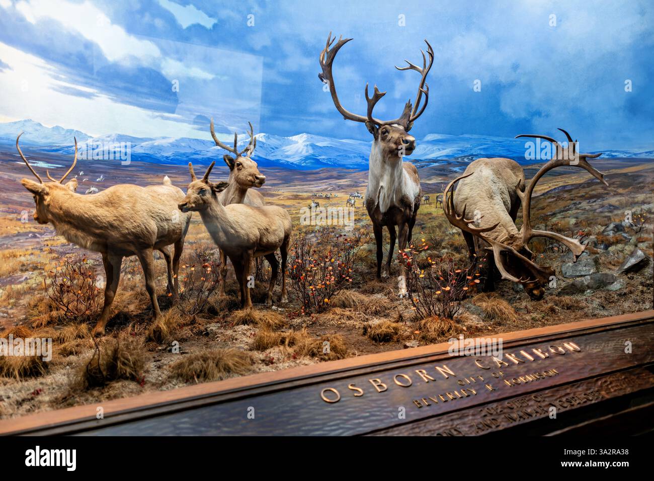 Group of caribou hi-res stock photography and images - Alamy