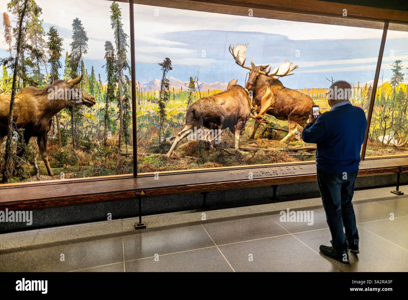 Wildlife diorama appreciation hi-res stock photography and images - Alamy