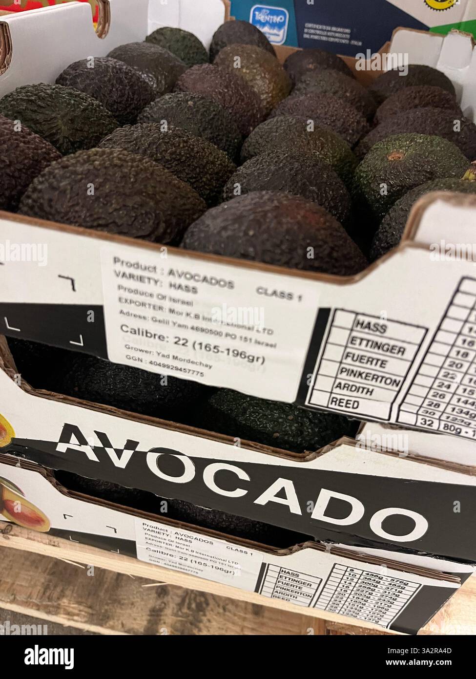 avocado, avocados, calibre 22, vegetables, warehouse, storage, produce ...