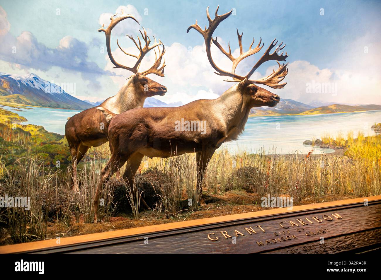 Caribou diorama amnh hi-res stock photography and images - Alamy