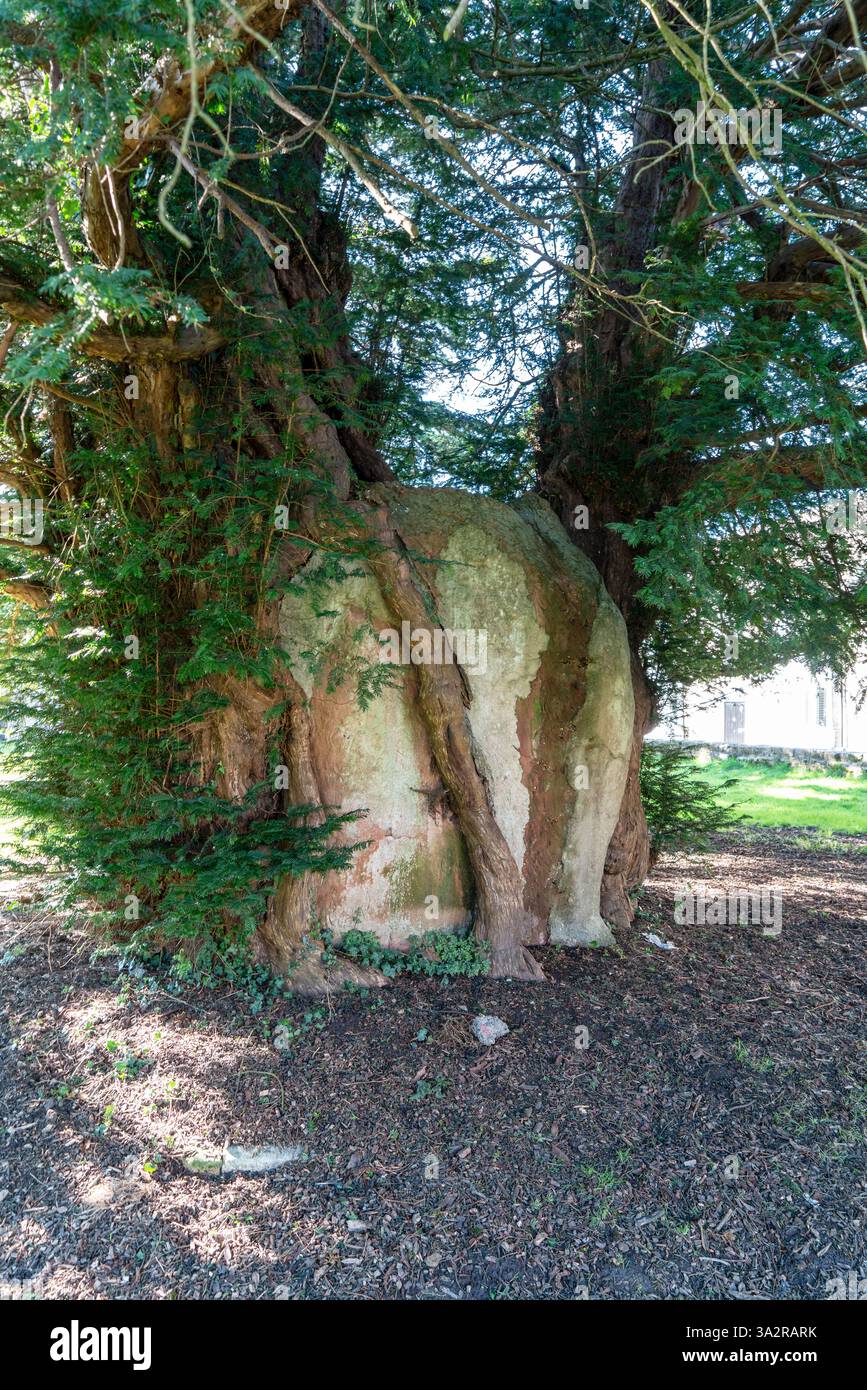 4,000 year old Yew tree Taxus baccata filled with concrete in Tisbury ...