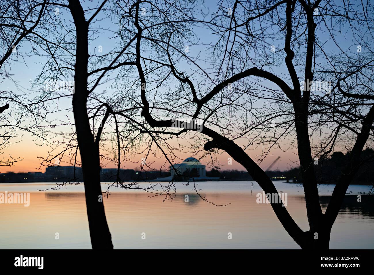WASHINGTON DC, United States — Cherry trees display their early budding ...