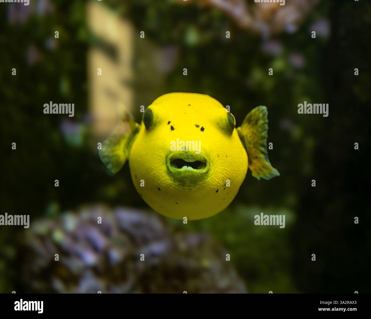 Yellow Blackspotted Puffer Or Dog-faced Puffer Fish Arothron ...