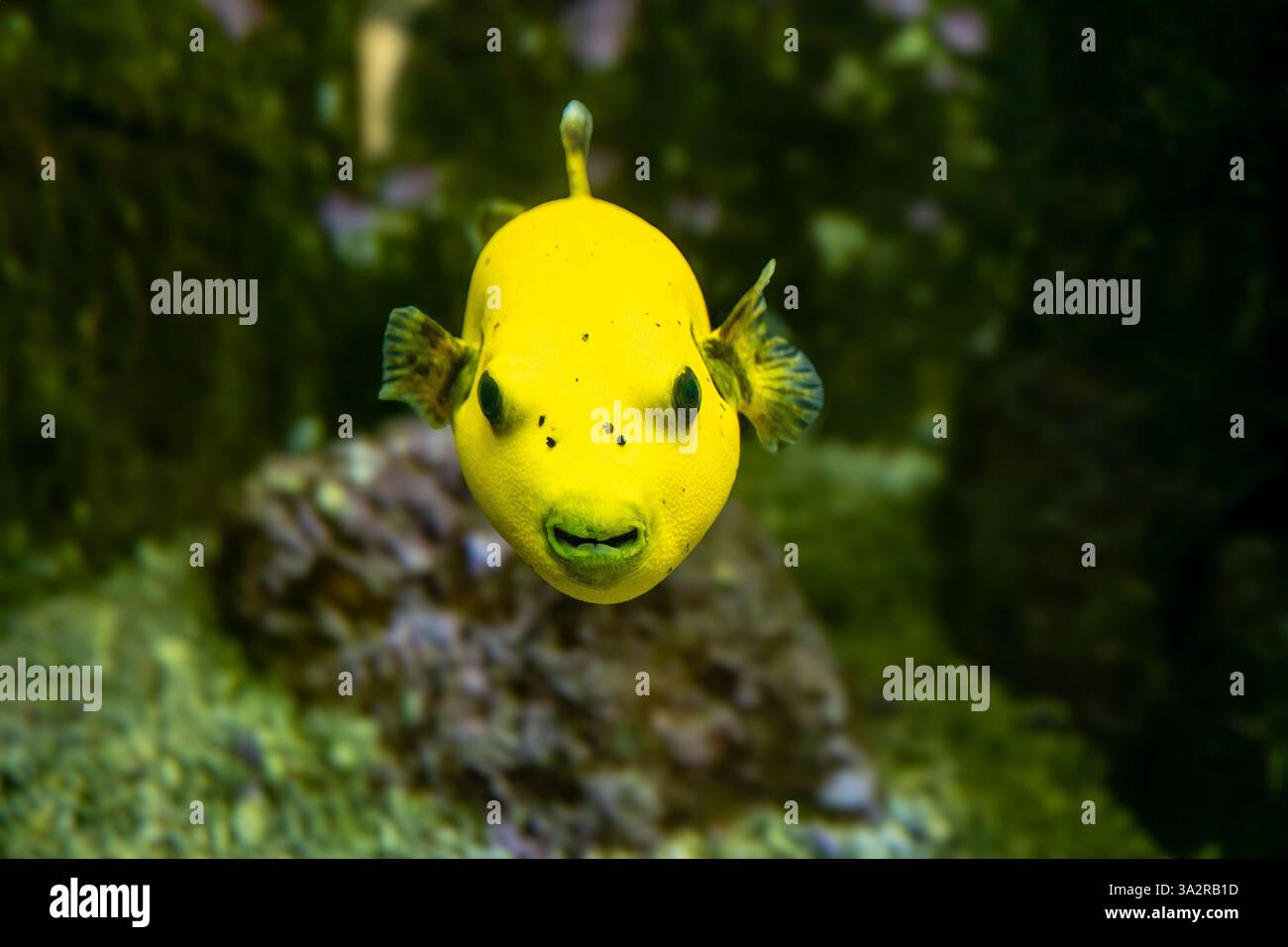 Yellow Blackspotted Puffer Or Dog-faced Puffer Fish Arothron ...