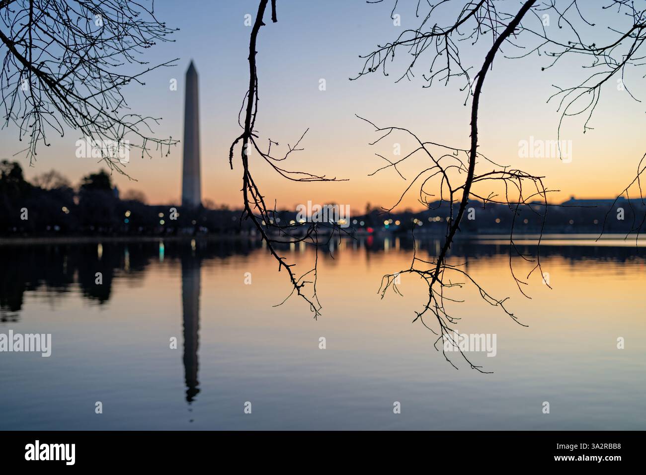 WASHINGTON DC, United States — Cherry trees display their early budding ...
