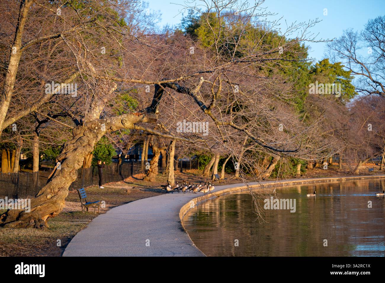 Initial budding stage hi-res stock photography and images - Alamy