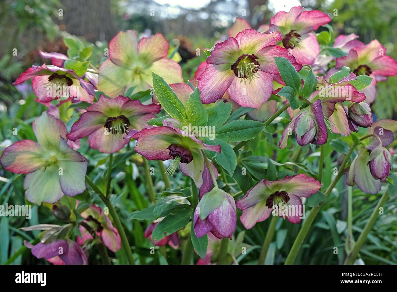 Pink and cream Helleborus x hybridus, hybrid hellebore, ‘Harvington ...