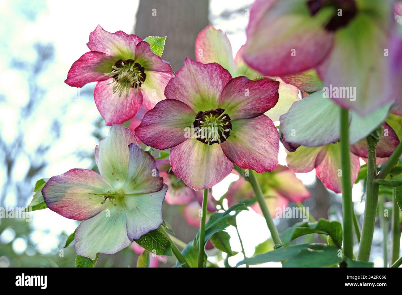 Pink and cream Helleborus x hybridus, hybrid hellebore, ‘Harvington ...