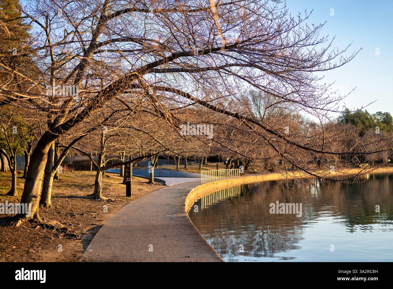 WASHINGTON DC — Cherry trees display their early budding stage around ...