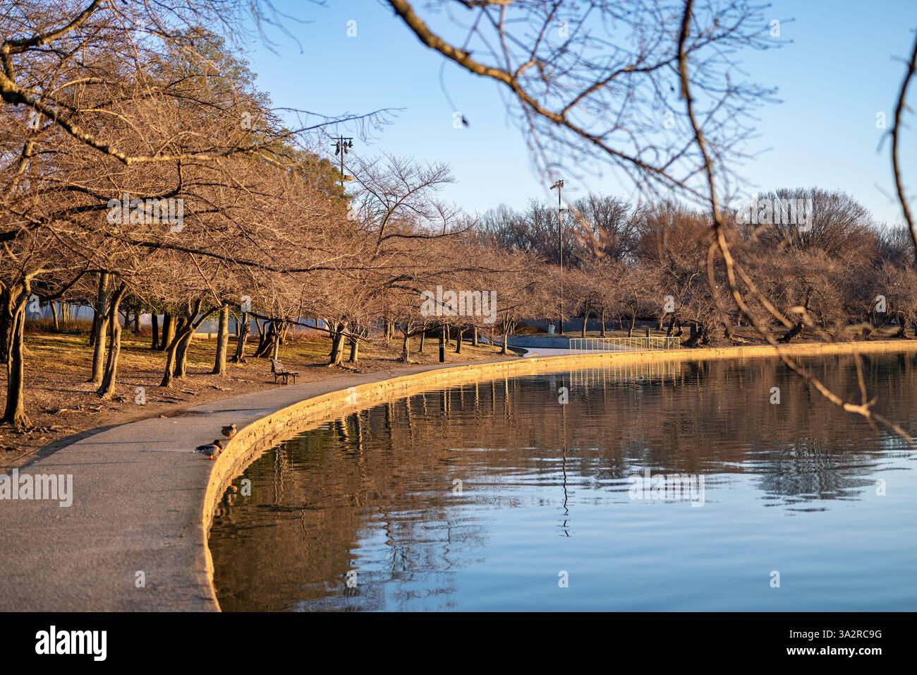 WASHINGTON DC — Cherry trees display their early budding stage around ...