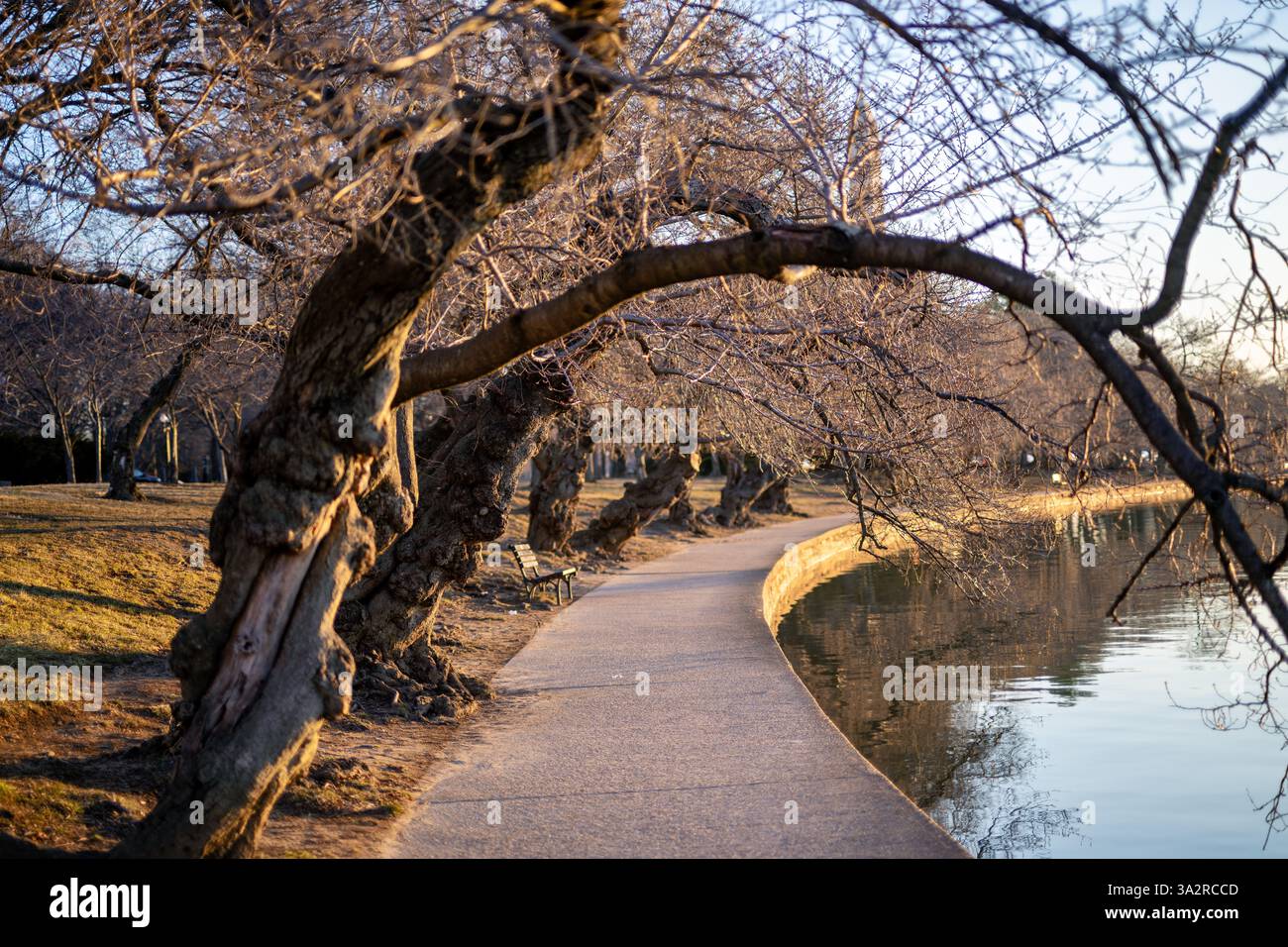 WASHINGTON DC, United States — Cherry trees display their early budding ...