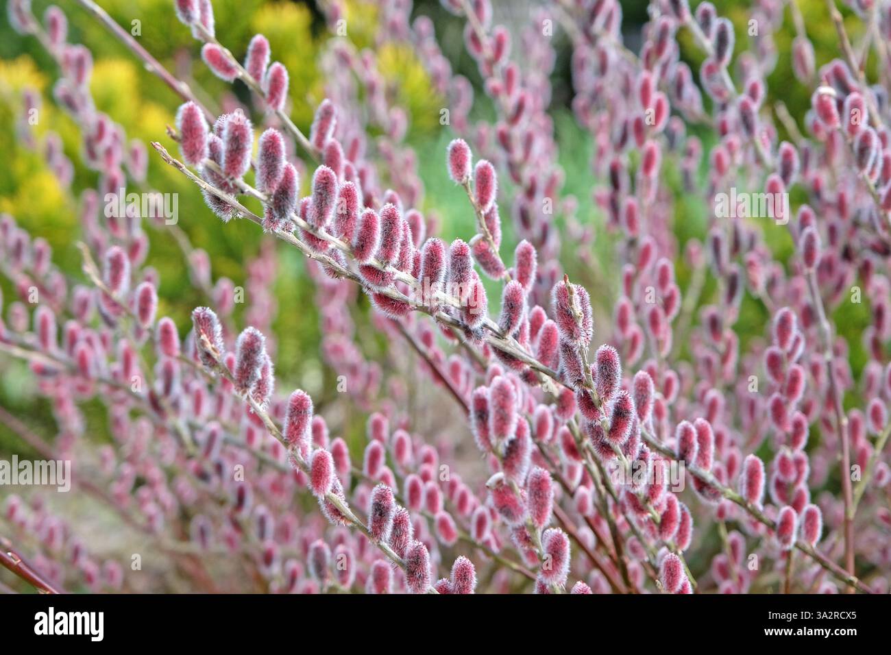 The red furry catkins of Salix gracilistyla, Korean Willow, ‘Mount Aso ...