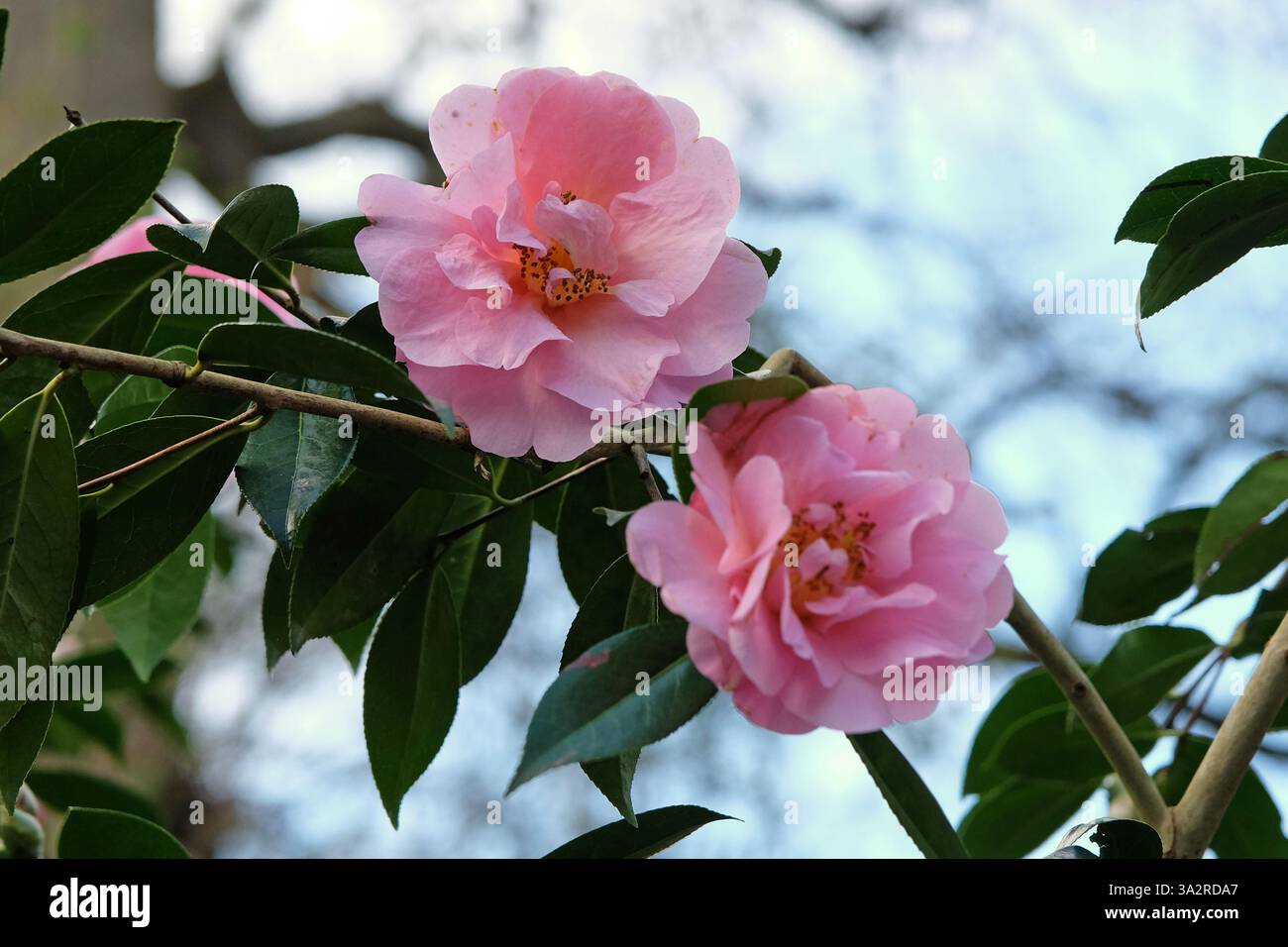 Pink Camellia x williamsii ‘Citation’ in flower Stock Photo - Alamy