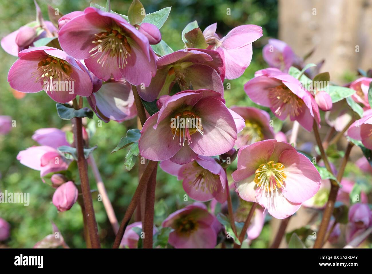 Pink and cream Helleborus x hybridus, hybrid hellebore, Lenten rose in ...