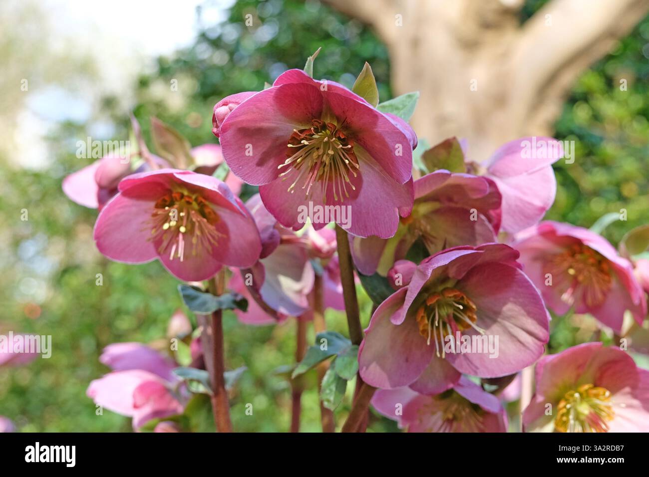Pink and cream Helleborus x hybridus, hybrid hellebore, Lenten rose in ...