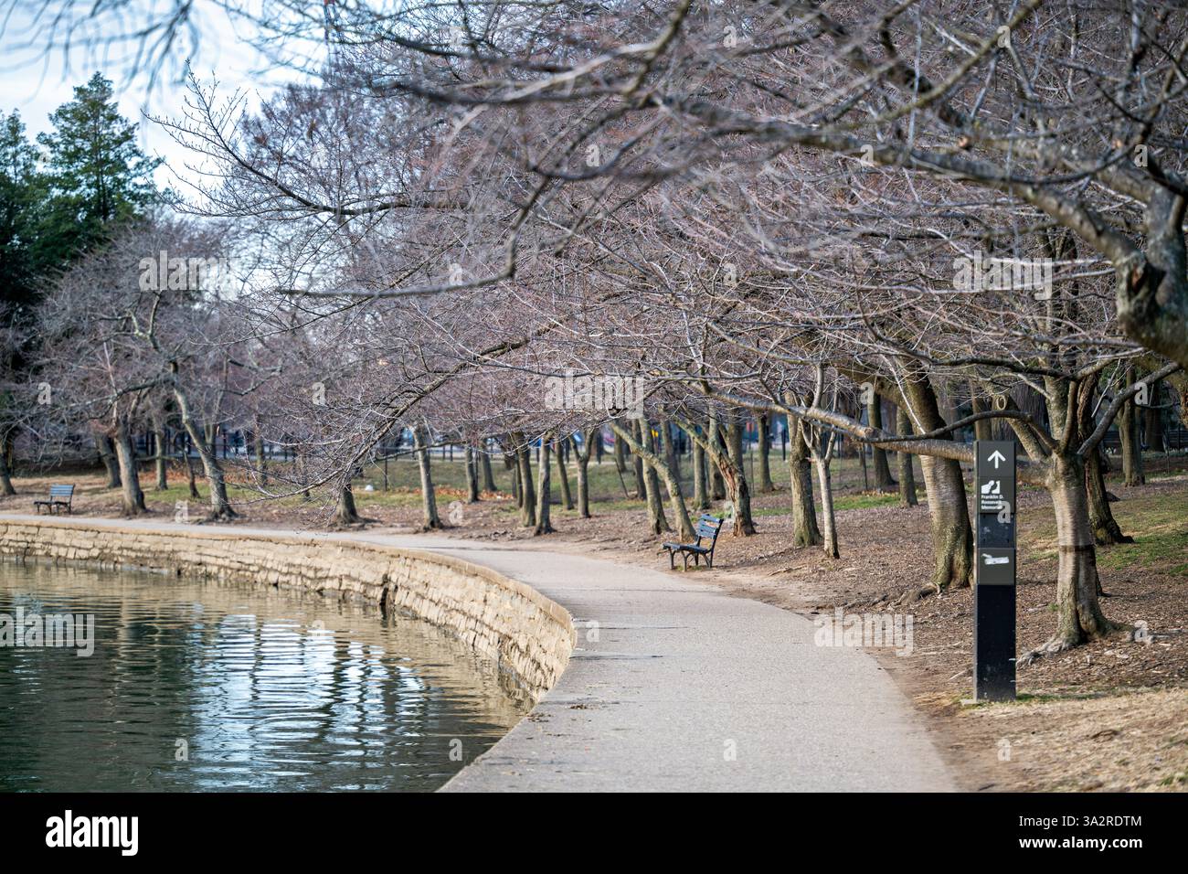 WASHINGTON DC, United States — Cherry trees display their early budding ...